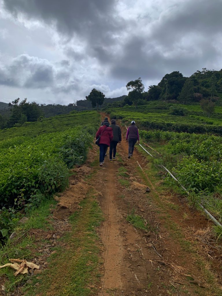Intricate weaves – the pastoral landscape of Bikkapathimund – Nilgiri ...